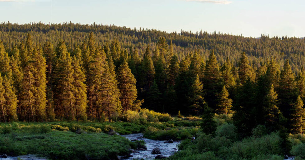 Detailed Intake Form - Centennial Colorado Insurance Agent | Auto Home ...