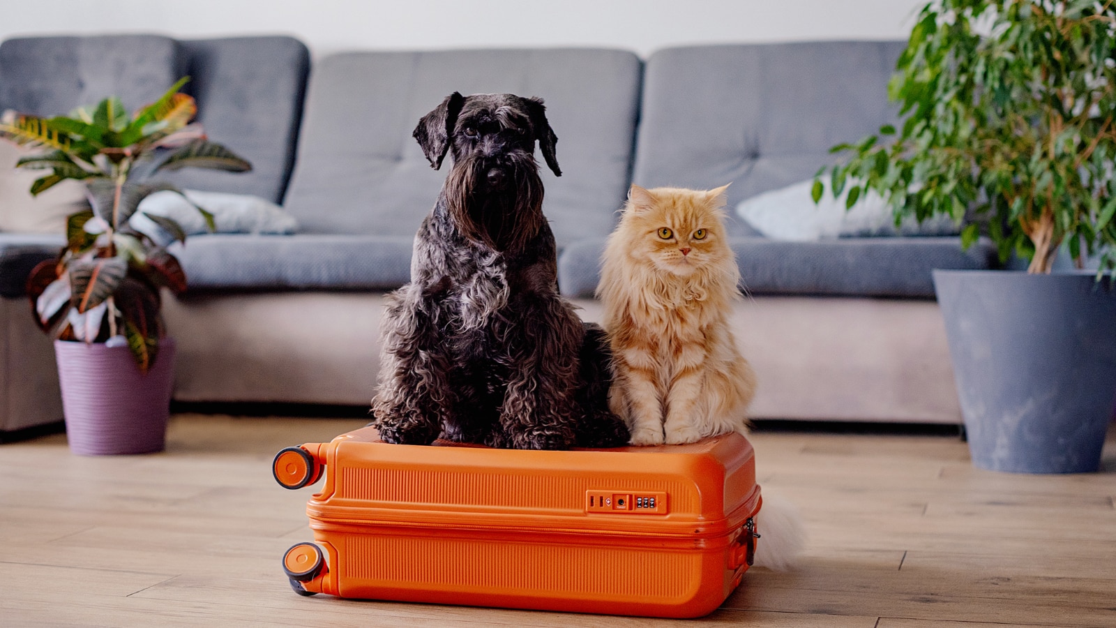 A Guide to Pet Safety When on Vacation - Centennial Colorado Insurance ...